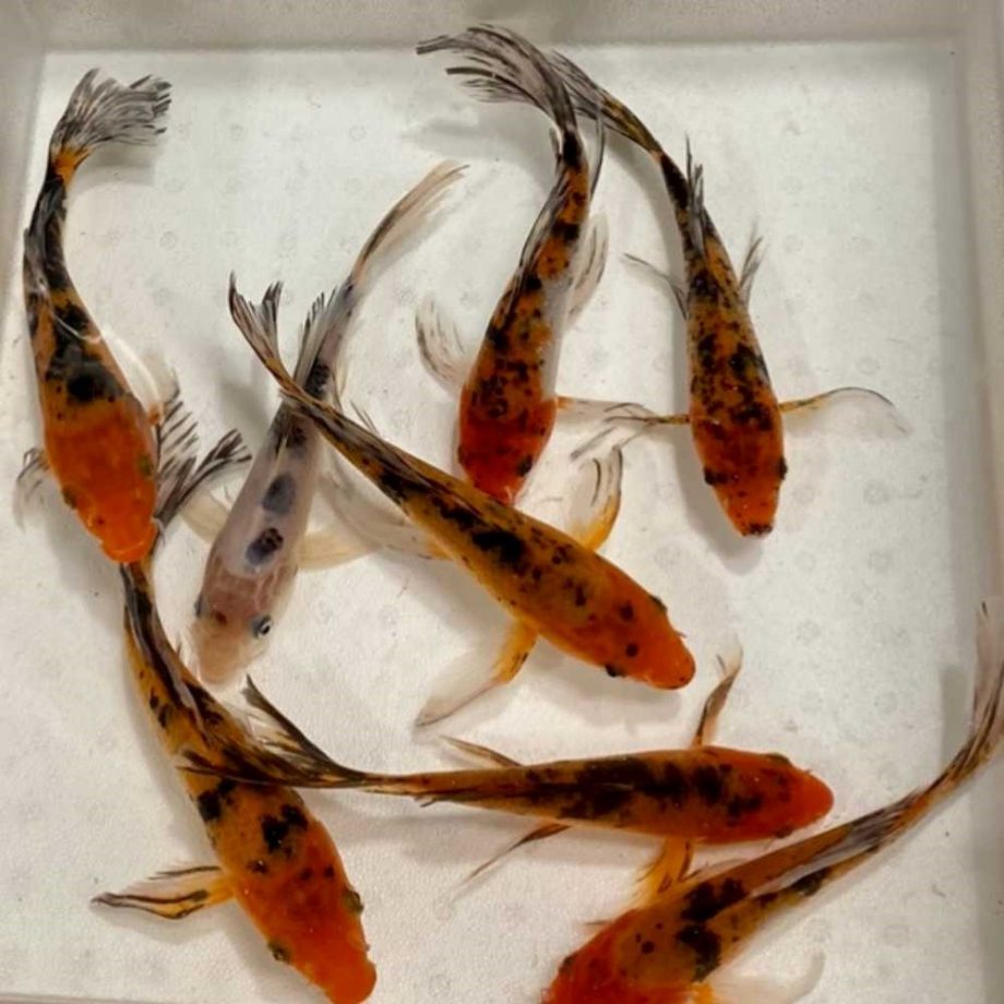 Japanese Butterfly koi 5″ grade A – Strictly Fish Canada Inc