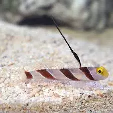 Hi fin Red Banded Goby – Strictly Fish Canada Inc